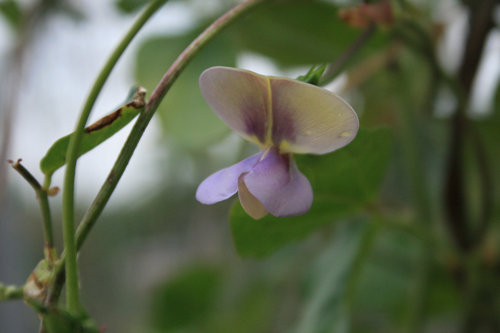 Vigna unguiculata (L.) Walp.