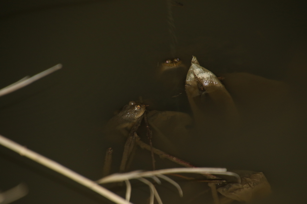 Karez frog from Bagram, Afghanistan on April 9, 2021 at 11:33 AM by B ...