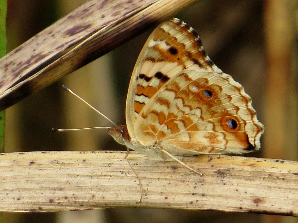 Blue Pansy from Putatan, Sabah, Malaysia on November 16, 2021 at 03:25 ...