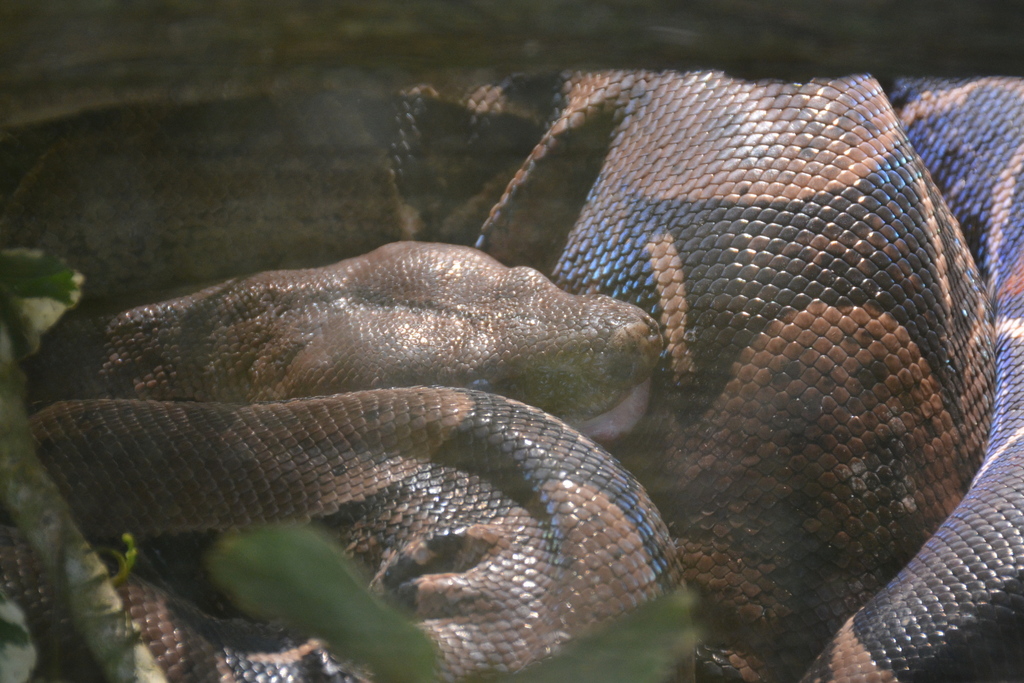 Boa Constrictor from 68 Belmont Farm Road, Mason Hall, Tobago, Trinidad ...
