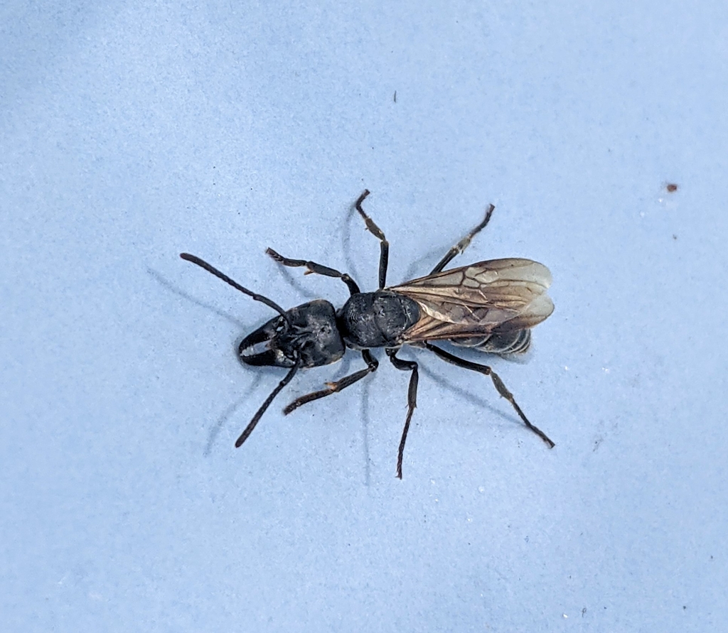 African stink ant from Ginnery Corner, Blantyre, Malawi on November 15 ...