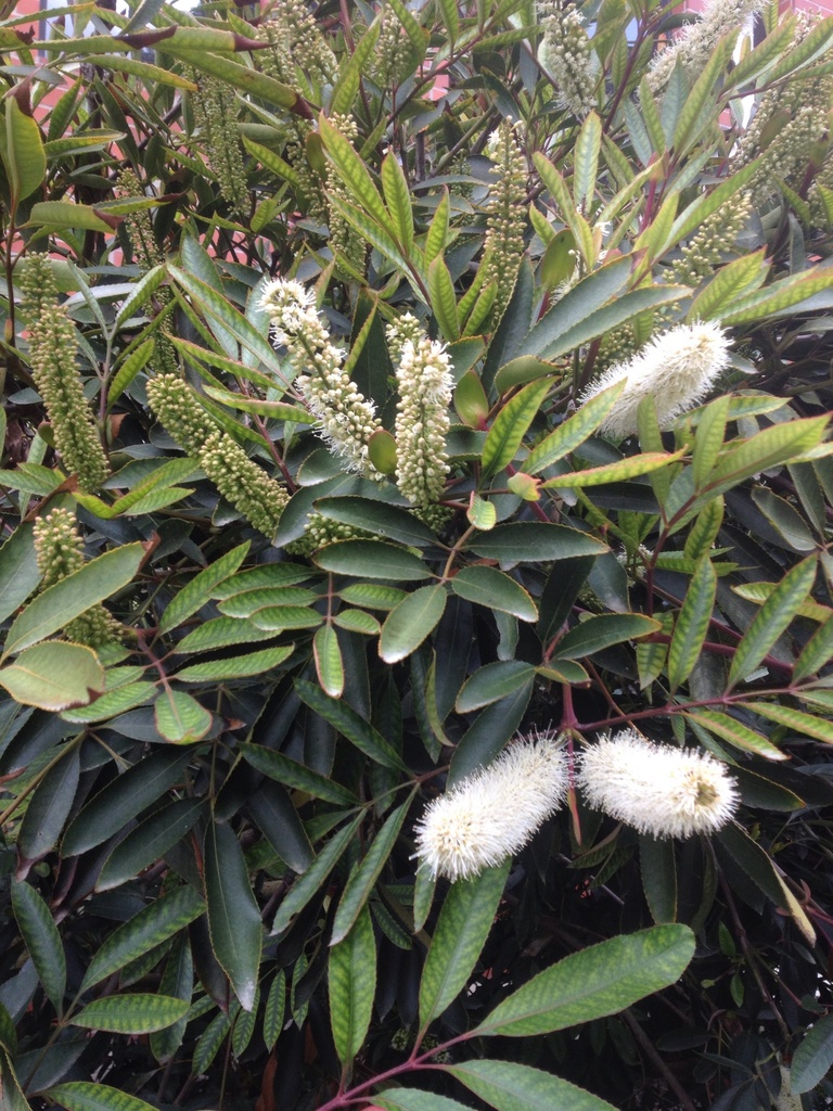 Butterspoon tree (Pledge Nature Reserve: Indigenous Plants, Fungi and ...