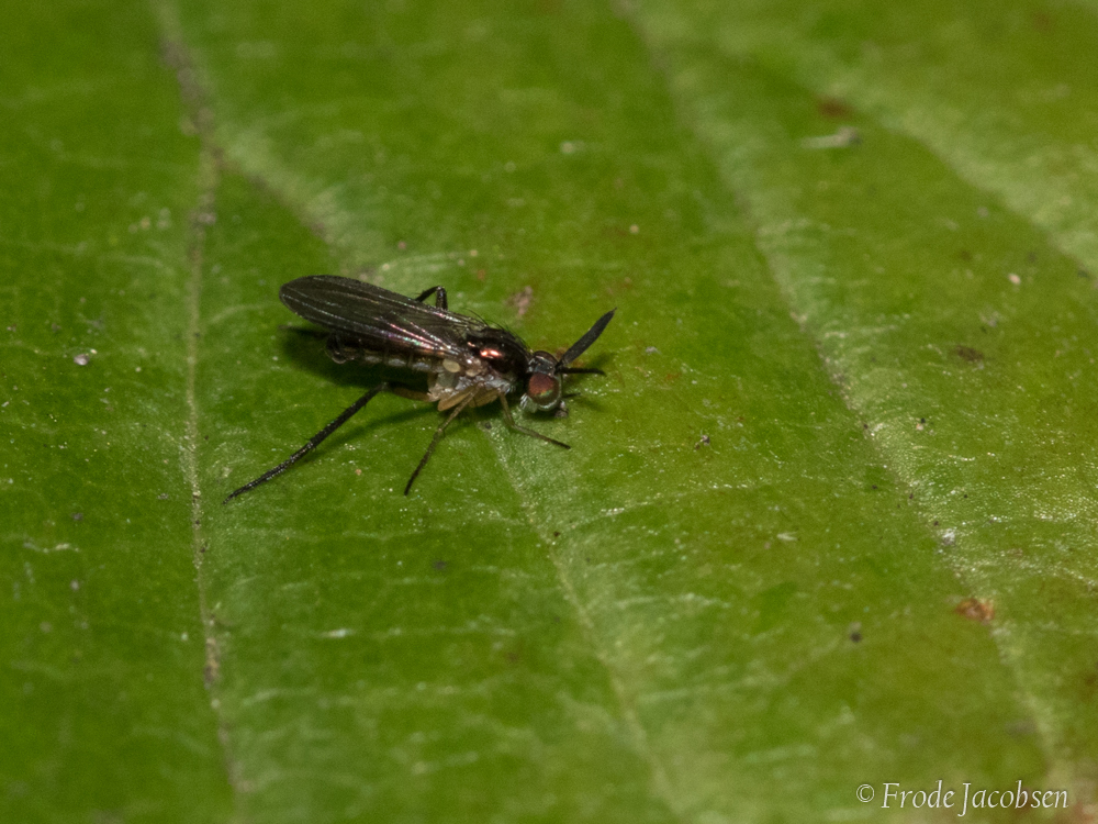Rhaphium from Parkview Trail, MD, USA on October 26, 2020 at 12:38 PM ...