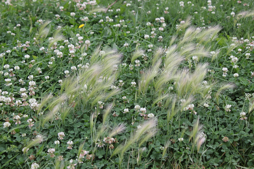 white clover from Tomsk, Tomsk Oblast, Russia on July 16, 2021 at 08:58 ...