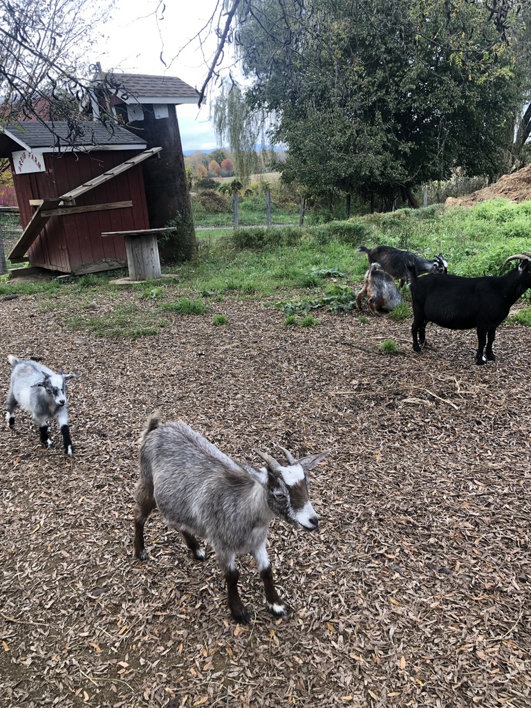 Domestic Goat from W Bard Ave, Red Hook, NY, US on October 24, 2021 at ...