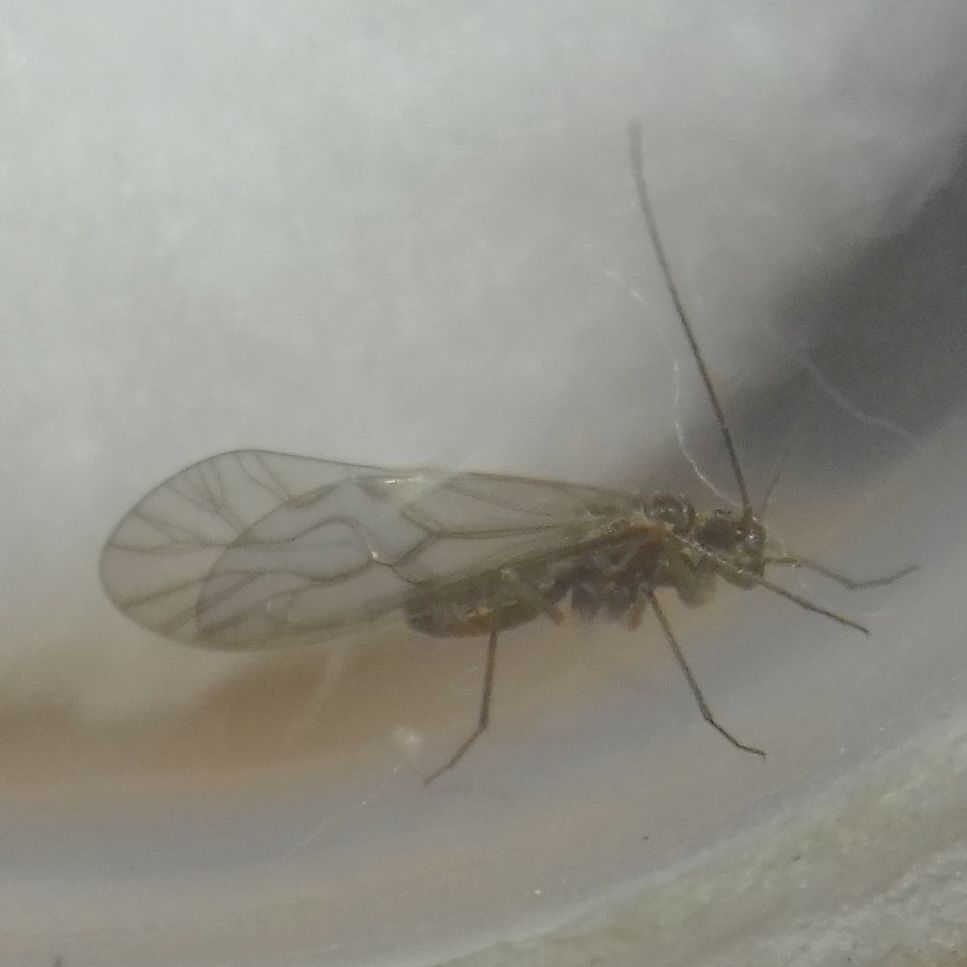 Lizard Barklice from Greci, Romania on November 14, 2021 at 10:00 AM by ...