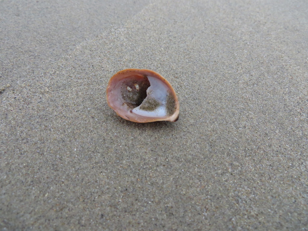 Onyx Slippersnail from Los Angeles County, CA, USA on November 15, 2021 ...