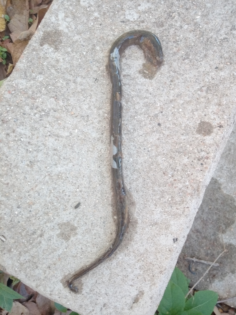 Marbled Swamp Eel from Maranguape - CE, Brasil on November 16, 2021 at ...