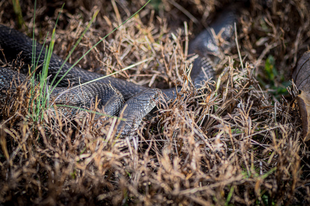 Prairie Kingsnake in October 2021 by rpigot · iNaturalist