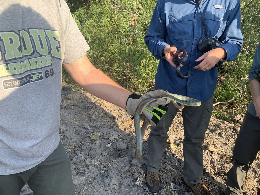 Ruthven's Whipsnake in November 2021 by crotrox · iNaturalist