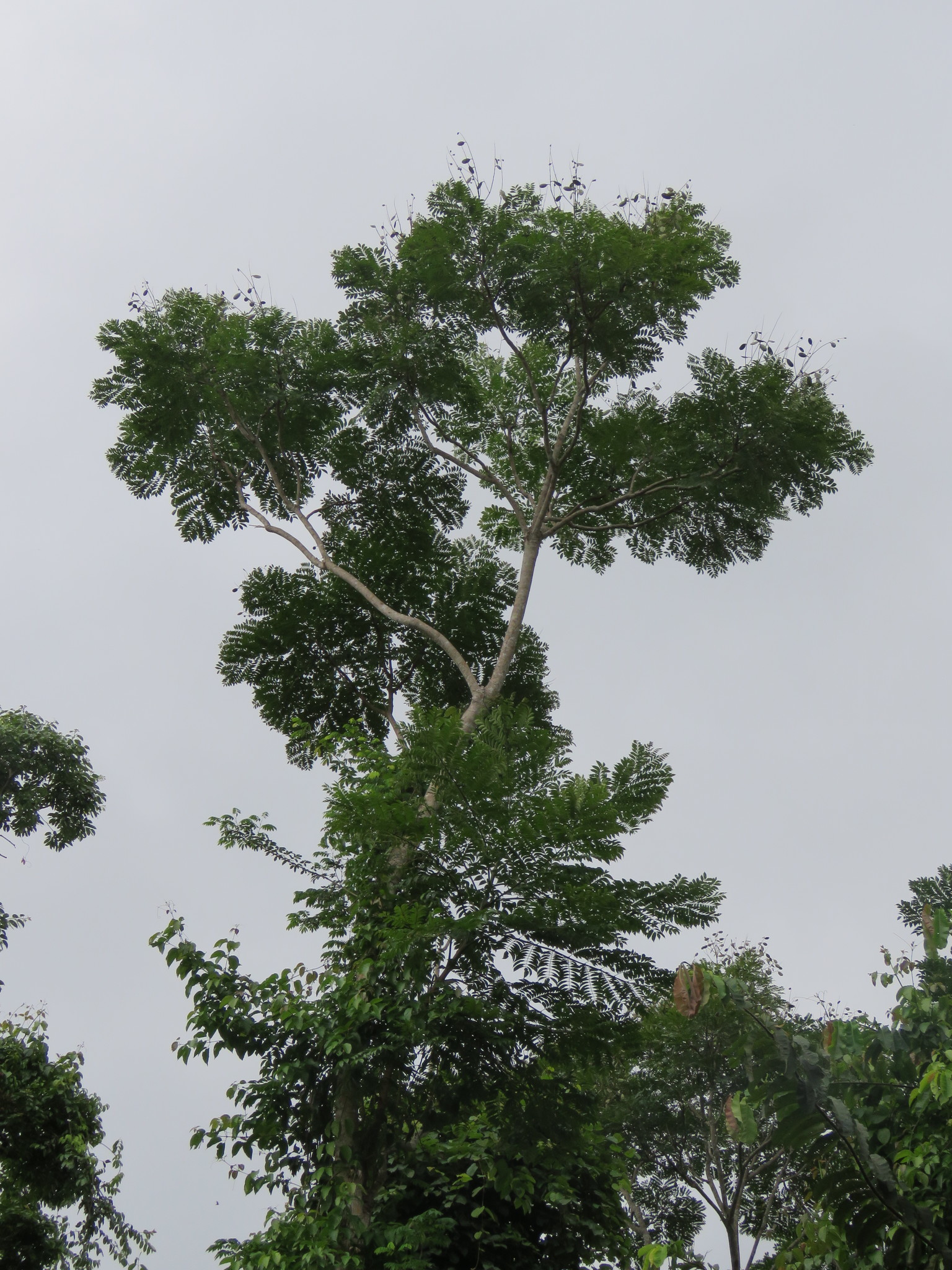 Jacaranda copaia (Aubl.) D.Don