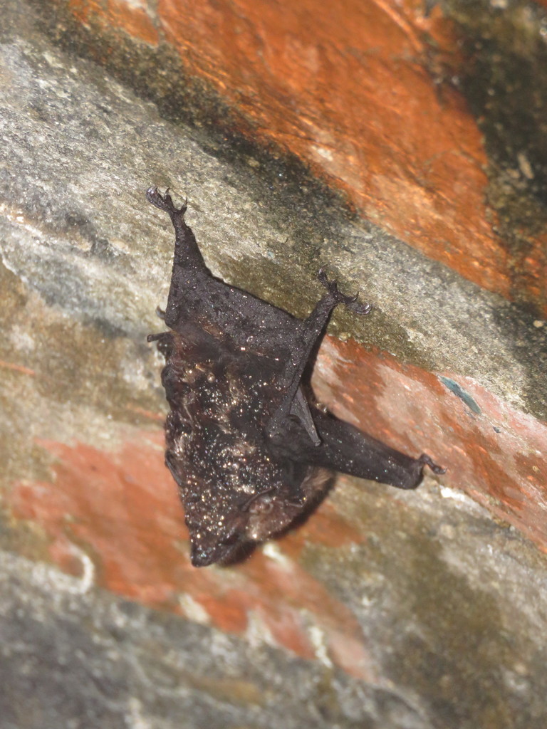 Greater Sac-winged Bat from Vaca Diez, Bolivia on November 16, 2021 at ...