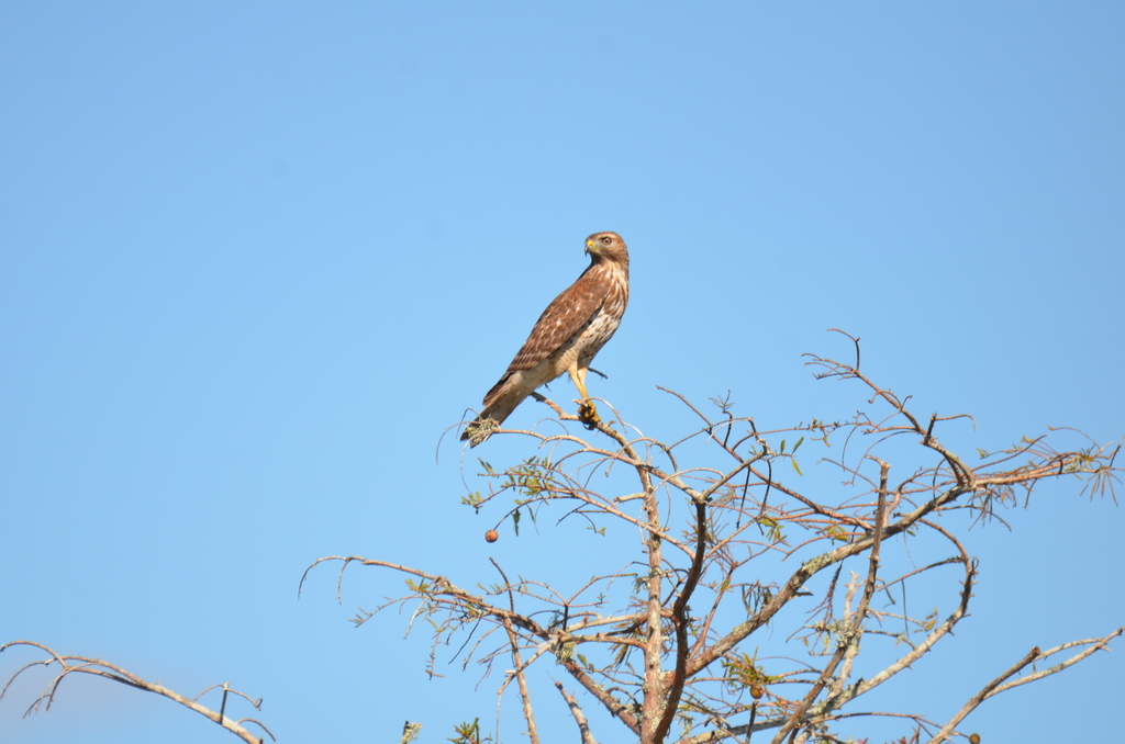 Red-shouldered Hawk from Terrebonne Parish, LA, USA on November 16 ...