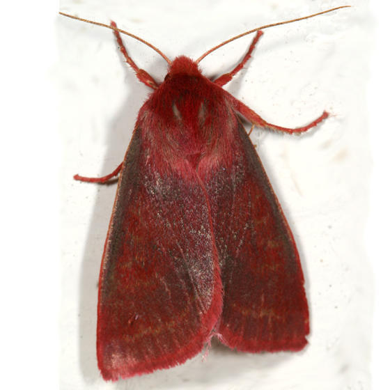 Pink Sallow from Groton yard, MA, USA on October 03, 2007 at 09:40 PM ...