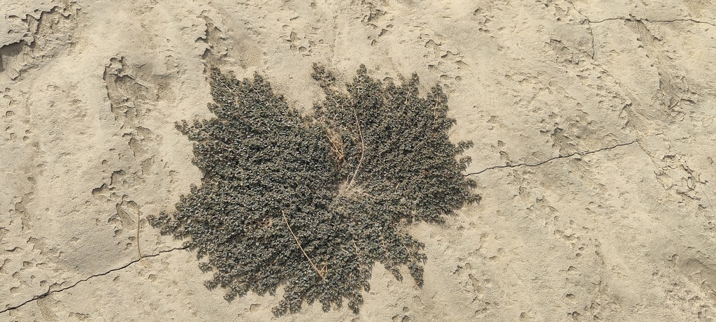 Sonoran Sandmat from Imperial County, CA, USA on November 16, 2021 at ...