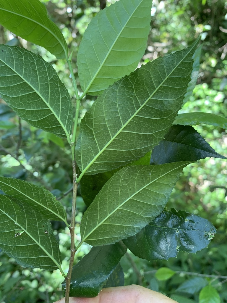 whalebone tree from Bouldercombe Gorge Recreation Reserve, Bouldercombe ...