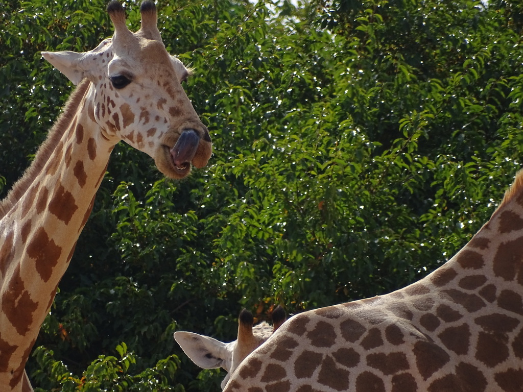 West African Giraffe in October 2021 by HAMADOU SOUMANA Oumarou ...