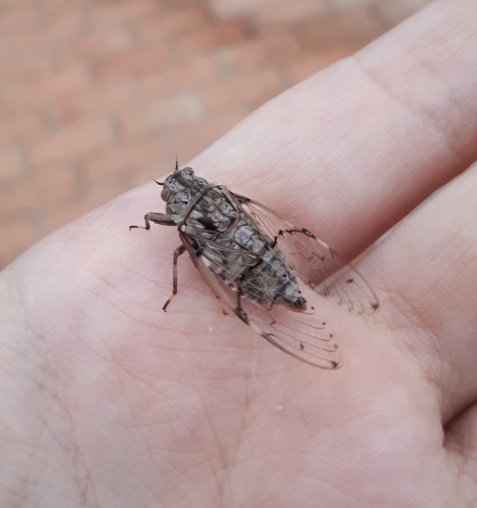 Proarna bergi from Horizonte do Oeste, Cáceres - MT, Brasil on October ...
