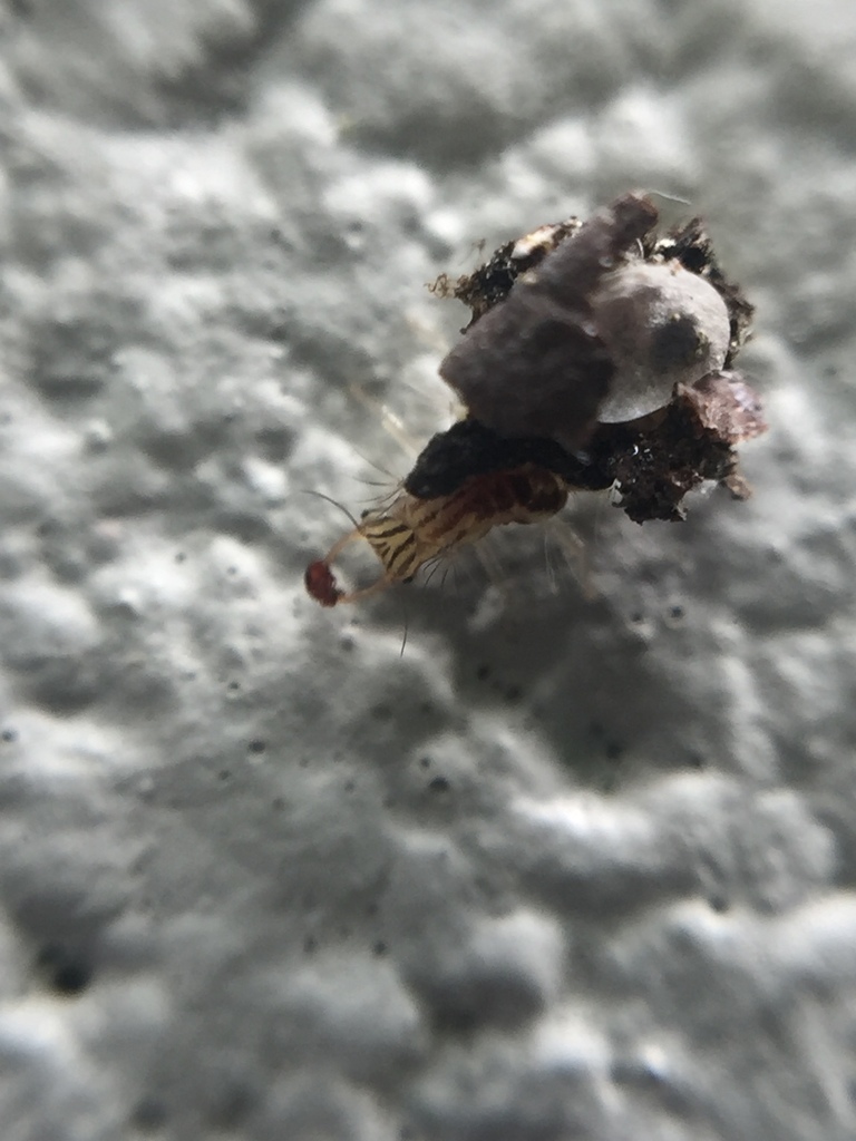 Mallada basalis from Auckland, New Zealand on November 17, 2021 at 02: ...