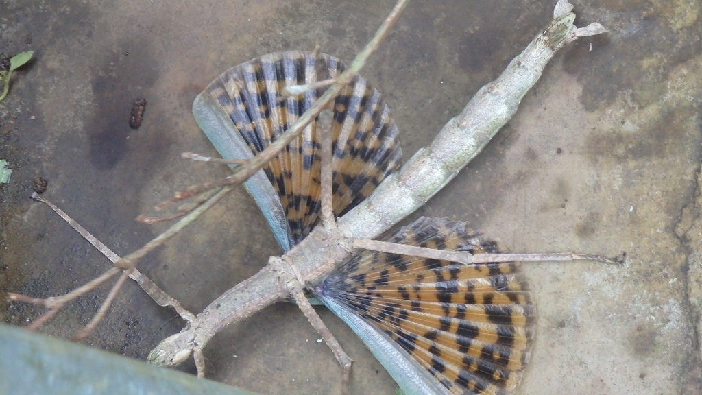 Sunda Giant Stick Insect from Maluku is on January 10, 2016 at 12:41 AM ...