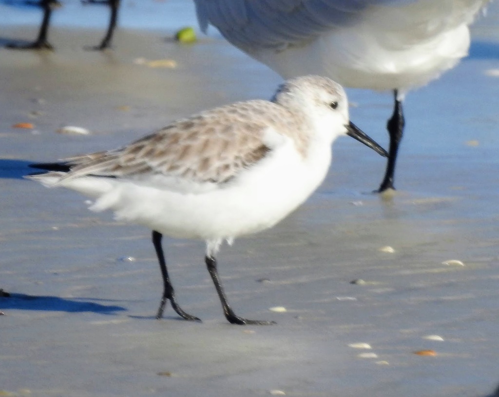 Sanderling from Volusia County, FL, USA on November 16, 2021 at 08:56 ...