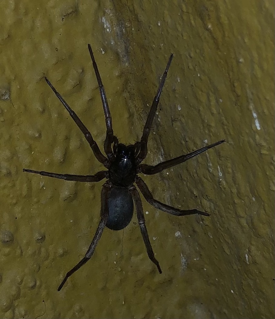 Zorocrates from Andador Plan de Ayala, Acapulco, GRO, MX on November 16 ...