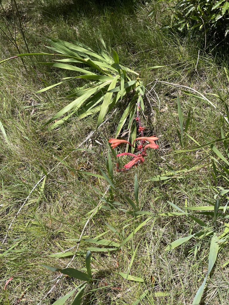 Bulbil Bugle-lily from Maberley Crescent, Frankston South, VIC, AU on ...