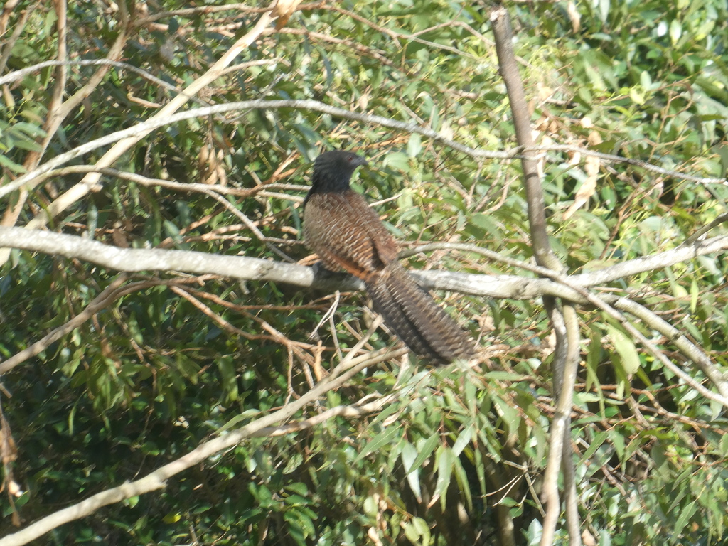 Pheasant Coucal from Brisbane QLD, Australia on November 16, 2021 at 06 ...