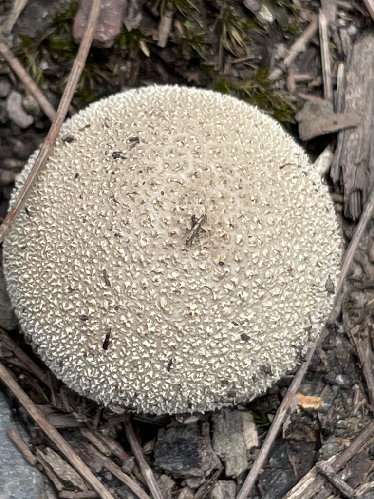 Lycoperdon from Stringybark Circuit, Frankston South, VIC, AU on ...