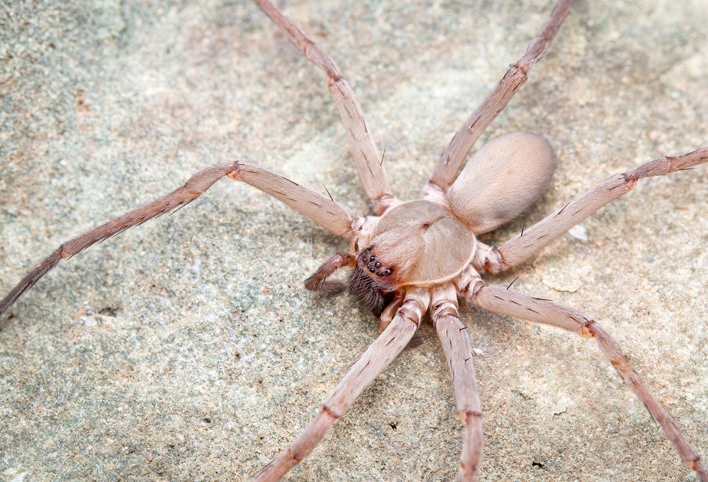 Roadsend Rocky Canyon Spider from Tulare County, CA, USA on November 12 ...