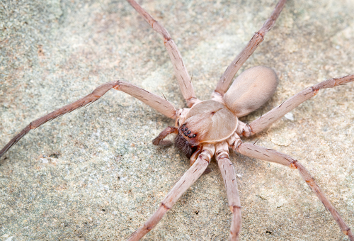 Roadsend Rocky Canyon Spider (Titiotus roadsend) · iNaturalist