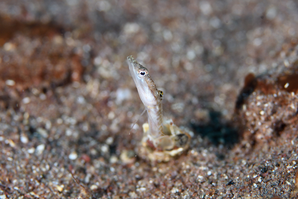 Yellowface pikeblenny (Chaenopsis limbaughi) - Marine Life Identification