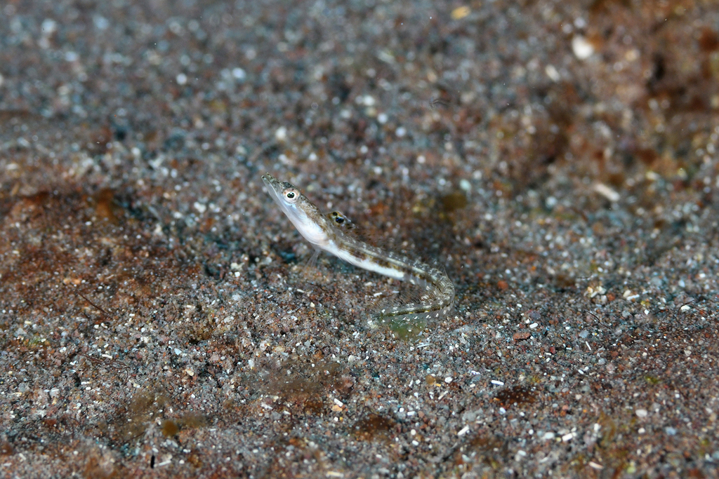 Yellowface pikeblenny (Chaenopsis limbaughi) - Marine Life Identification