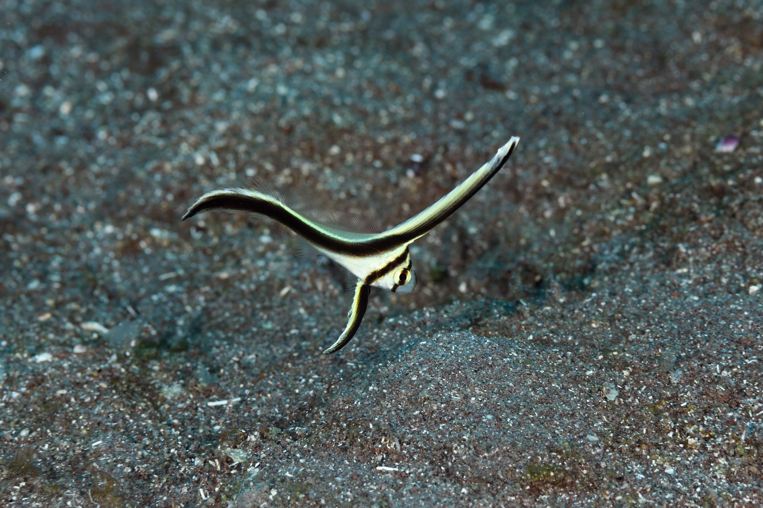Equetus lanceolatus (Linnaeus, 1758)