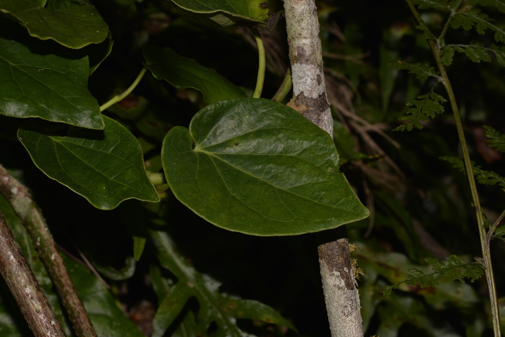 Australian Pepper Vine from Brinerville NSW 2454, Australia on November 13, 2021 at 06:36 PM by ...
