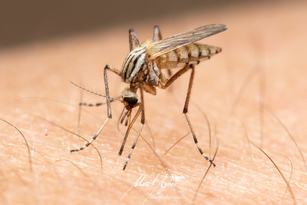 Aedes vittiger from Woodlands QLD 4343, Australia on November 16, 2021 at 12:06 PM by Mark Ayers ...