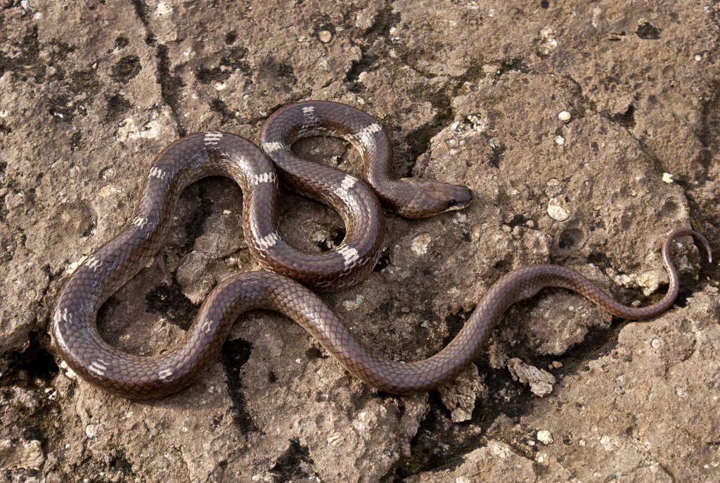 Indian Wolf Snake from Wali, Tala, Maharashtra 402109, India on July 11 ...