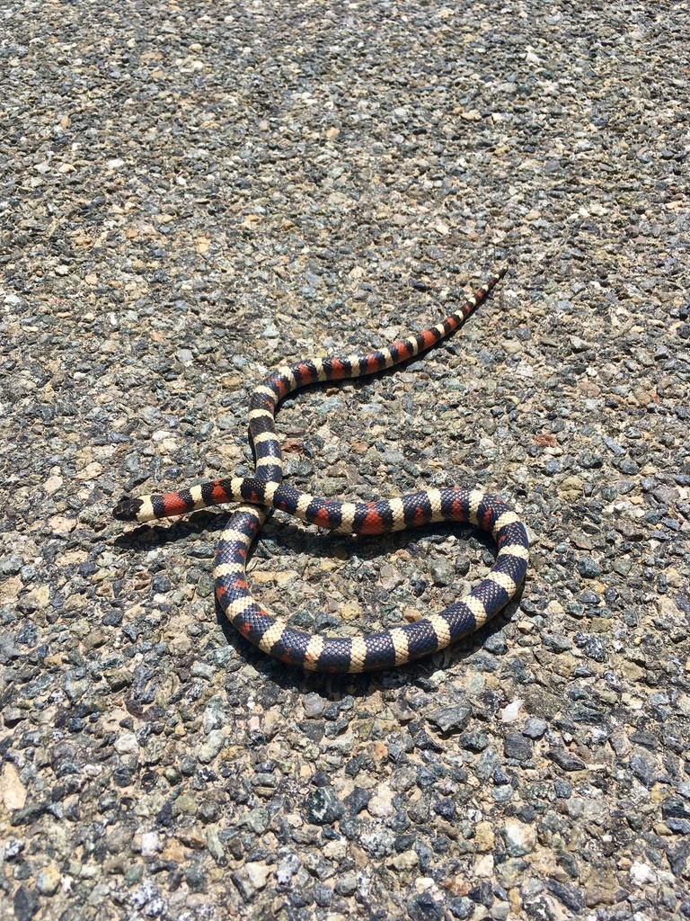 California Mountain Kingsnake in May 2020 by scottdharding · iNaturalist