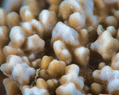 Coral verdadero (Psammocora stellata)