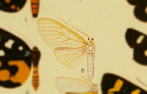 Amerila kuehni · iNaturalist