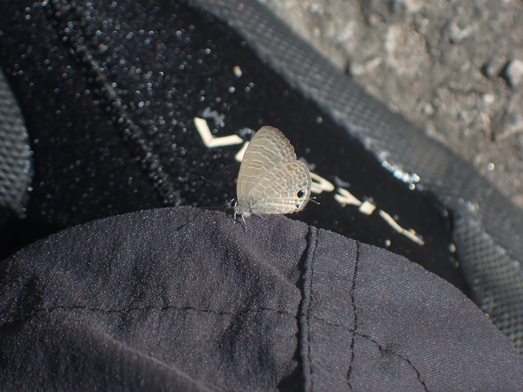 Rounded Sixline Blue from Shek Mun Kap, Hong Kong on November 12, 2021 ...