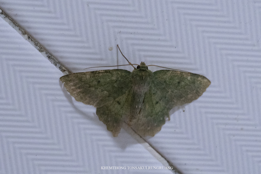 Herochroma baba from Khao Yai NP on September 26, 2021 at 07:04 AM by ...