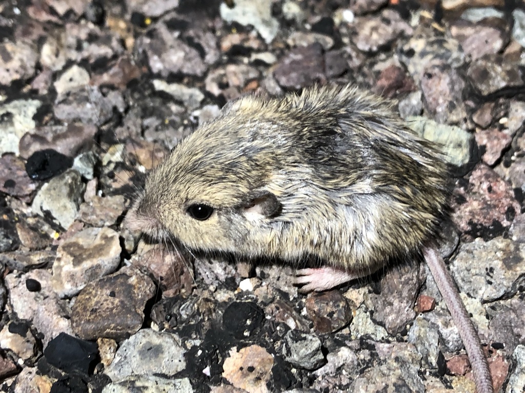 Silky Pocket Mouse from Brewster, Texas, United States on September 6 ...