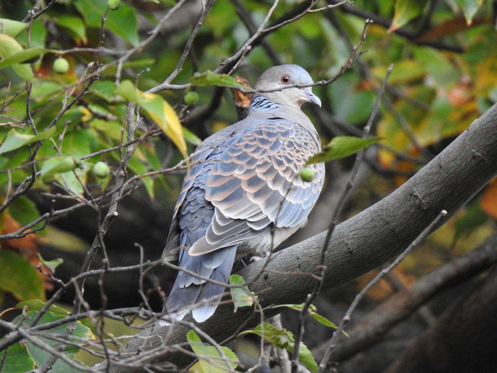 Oriental Turtle-Dove from Denenchofu, Ota City, Tokyo 145-0071, Japan ...