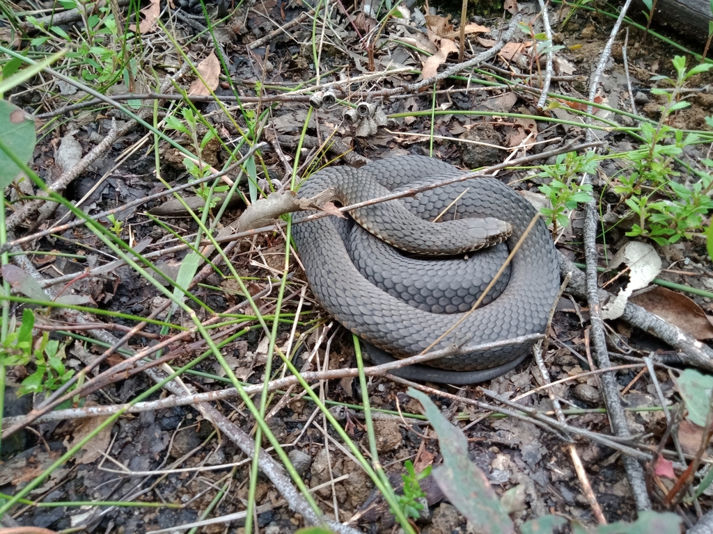 Highlands Copperhead from Noorinbee North VIC 3890, Australia on ...