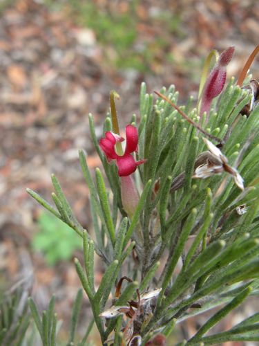 Albany Woollybush (Hybrid Adenanthos × cunninghamii) · iNaturalist