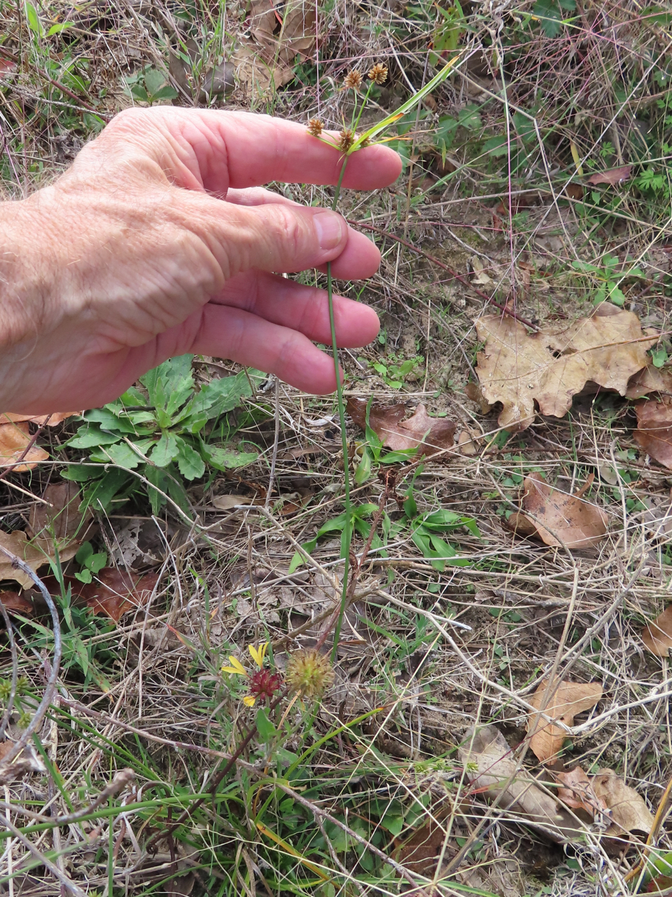 Cyperus retroflexus Buckley