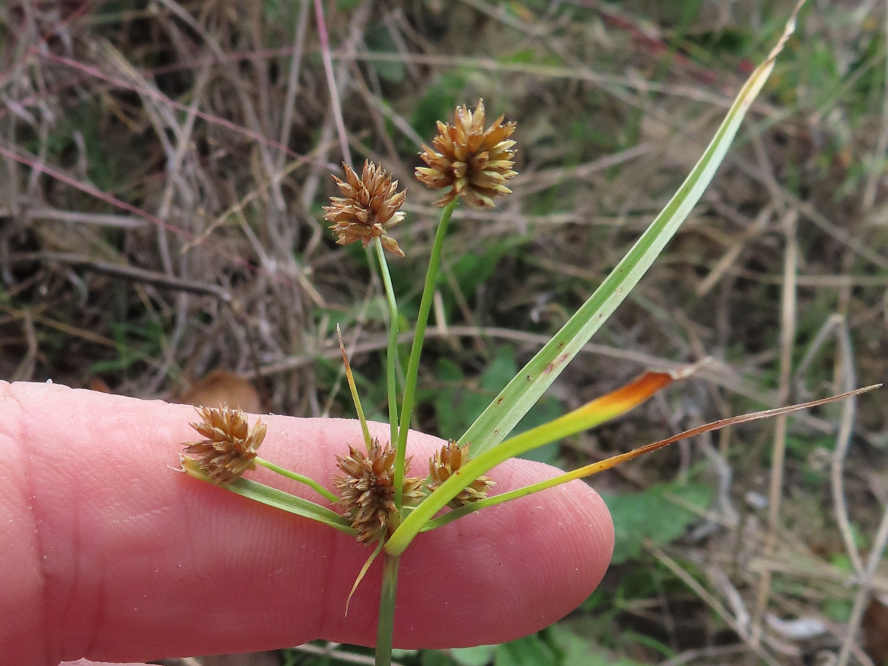Cyperus retroflexus Buckley