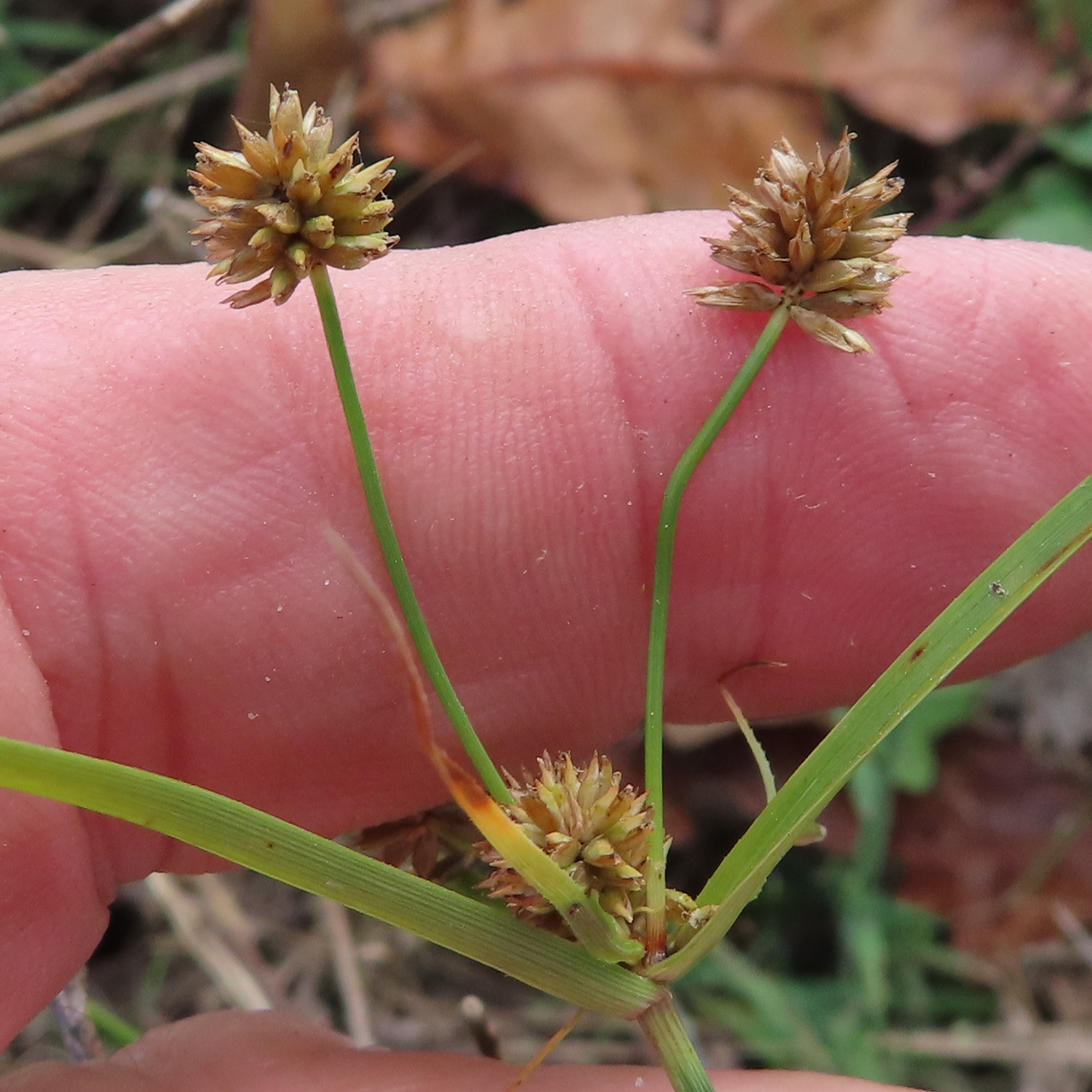 Cyperus retroflexus Buckley