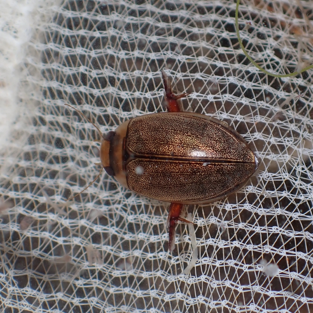 Hydaticus rhantoides in November 2021 by Yui Hong Chiu · iNaturalist